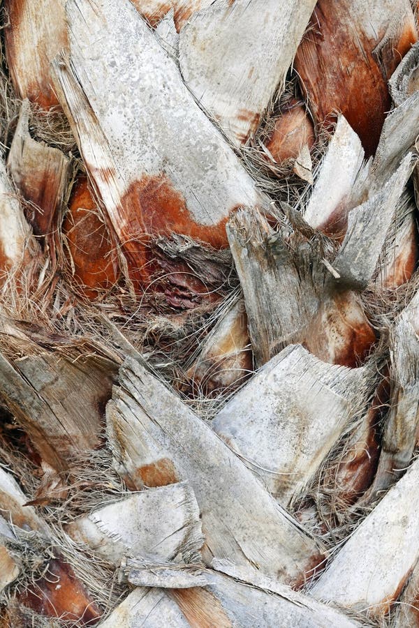 Close-up of the Stem of a Palm Tree Covered with Old Dry Leaf Bases ...