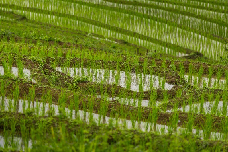 Step Rice Farming Plantation Agriculture Stock Image - Image of ...