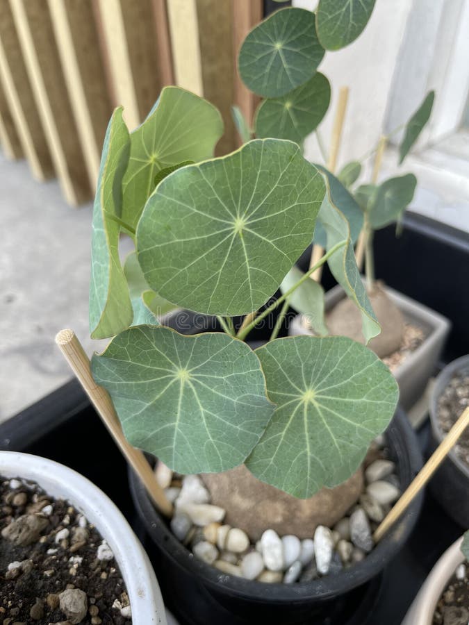 .Close-up of Stephania Erecta in a Pot with Spherical Leaves. Stock ...