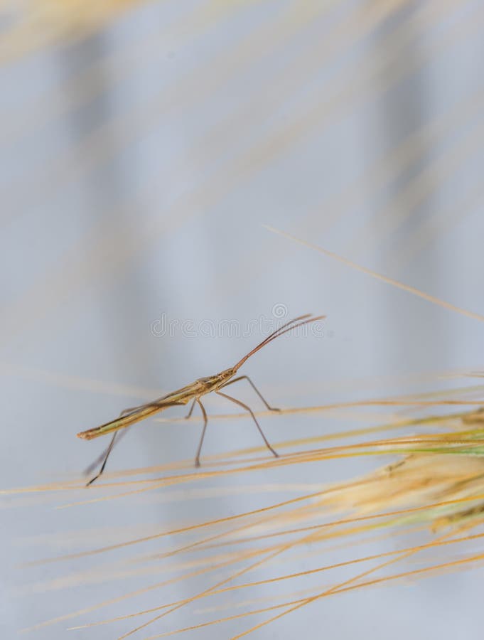 Stick-bug on the Wheat Grain Spica Stock Photo - Image of soft ...