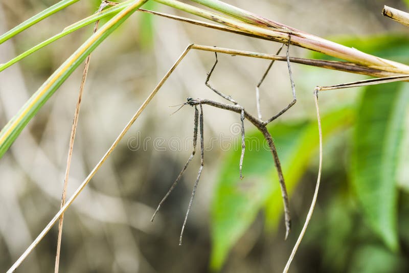 Close-up Stick Insects Hanging on Branches Stock Image - Image of ...