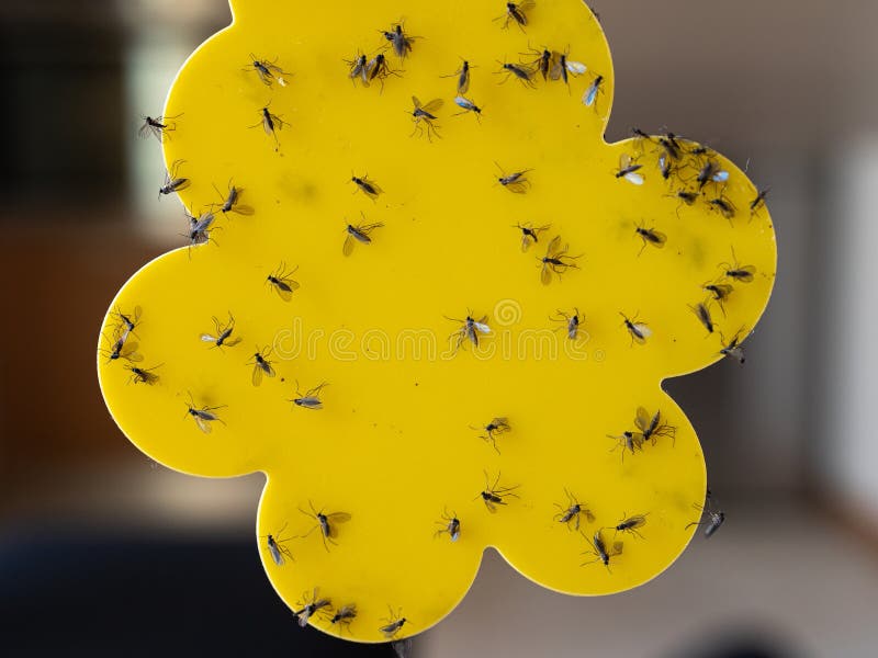Close-Up of a Sticky Yellow Trap Covered with Insects Stock Photo ...