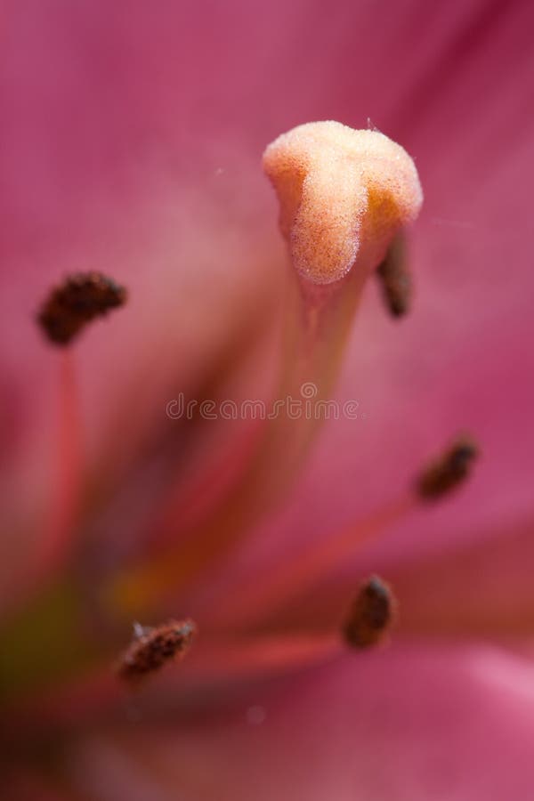 A Close Up Of Stigma Of Lily Flower Picture. Image: 6072102