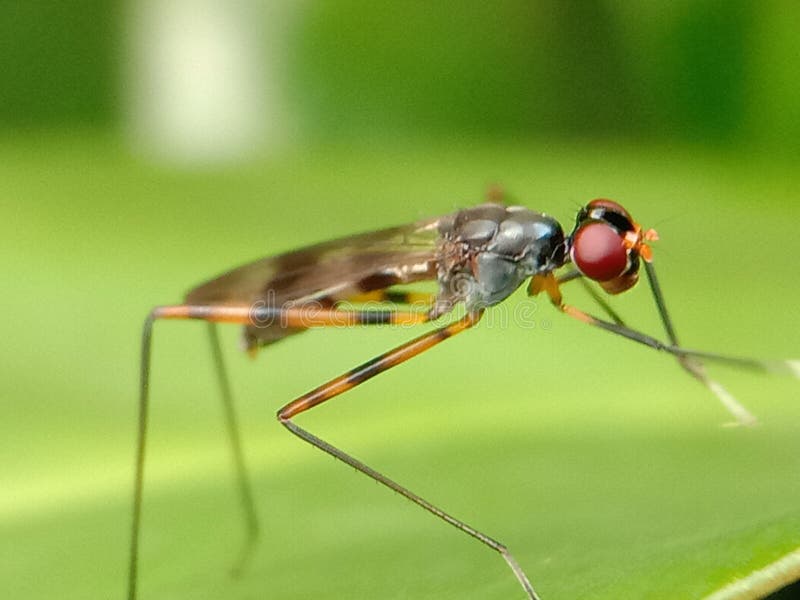 Close-up Stilt-legged Flies Stock Photo - Image of closeup, stilt ...