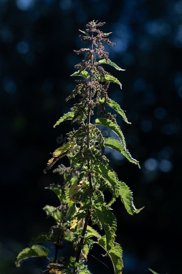 Close-up of a Stinging Nettle Against the Light. the Background is Blue ...