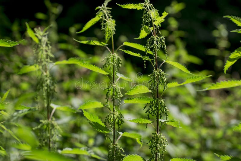Close Up of Stinging Nettle, a Common Weed Stock Image - Image of ...