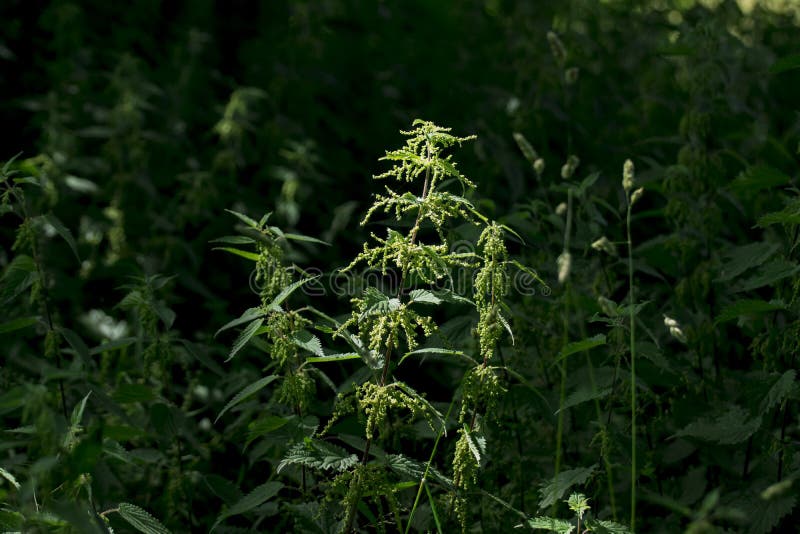 Close Up of Stinging Nettle, a Common Weed Stock Photo - Image of ...