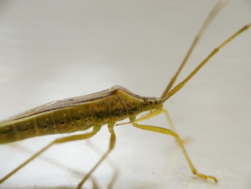Close Up of Stink Bug on a Branch. Macro. Stock Photo - Image of ...