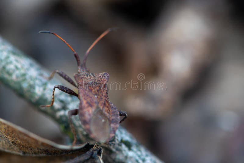 Close-up of a stink bug stock image. Image of antenna - 215023683