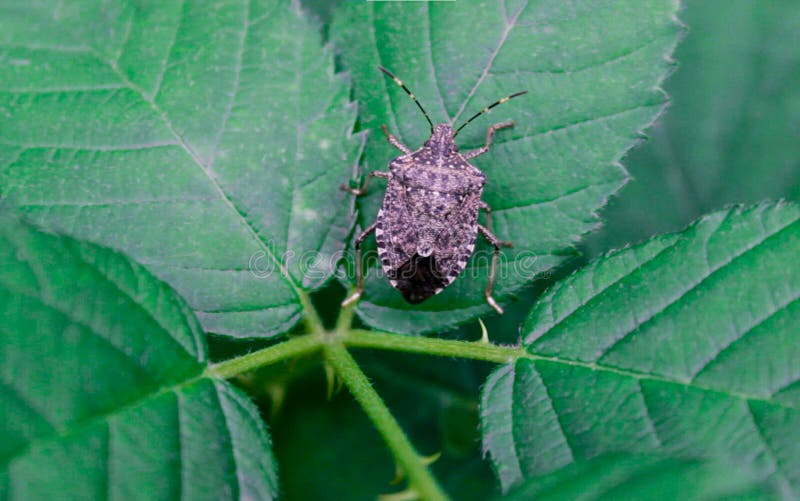 Close-up Stink Bug on the Green Leaf, the Brown Marmorated Stink Bug is ...