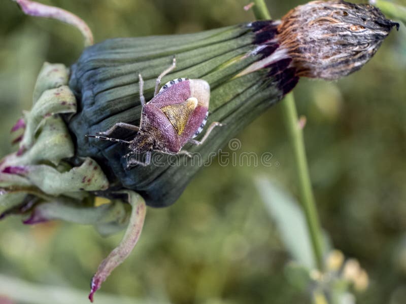 A close up of a Stink Bug stock photo. Image of wildlife - 149470696