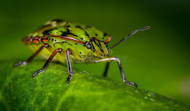 Close Up of Stink Bug or Shield Beetle Stock Image - Image of damselfly ...