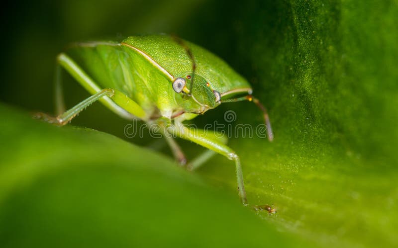 Close Up of Stink Bug or Shield Beetle Stock Photo - Image of arthropod ...