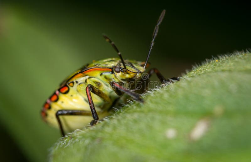 Close Up of Stink Bug or Shield Beetle Stock Photo - Image of ...