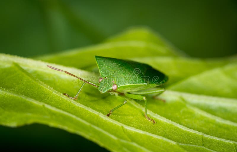 Close Up of Stink Bug or Shield Beetle Stock Photo - Image of macro, dragonfly: 373617376