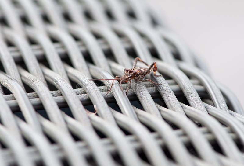 Close-up of a stink bug stock image. Image of animal - 239232165