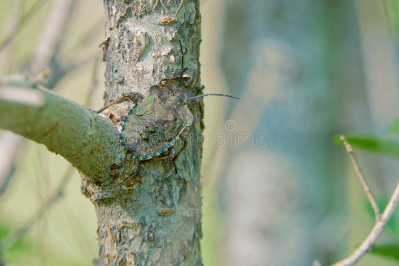 Stinkbug nymph stock image. Image of bugs, hemiptera - 242658513