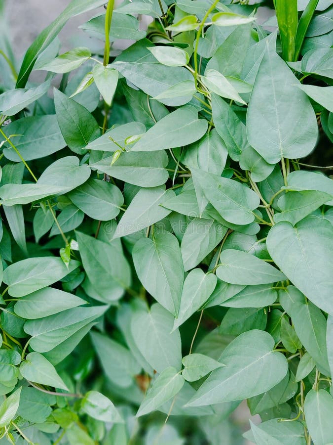 Close Up of Stinkvine Plant Stock Image - Image of botany, leaves ...