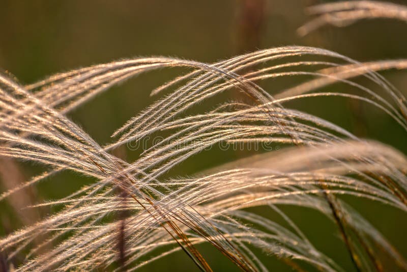 Close Up of the Stipa Plant in the Wonderful Sunset Light Stock Image ...