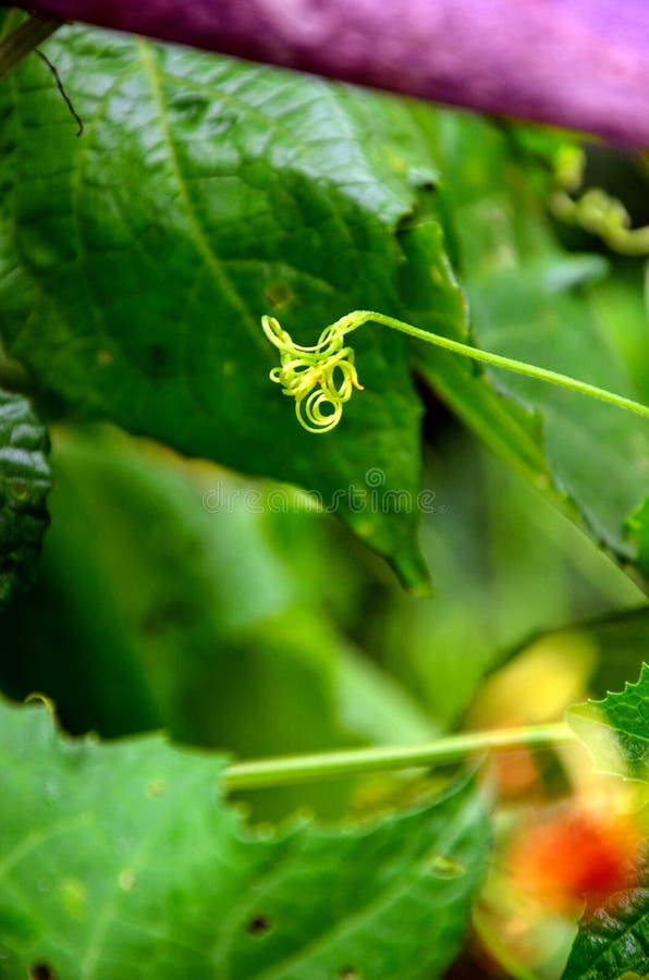 Close Up Stir Chayote on Green Leaves Background Stock Image - Image of ...