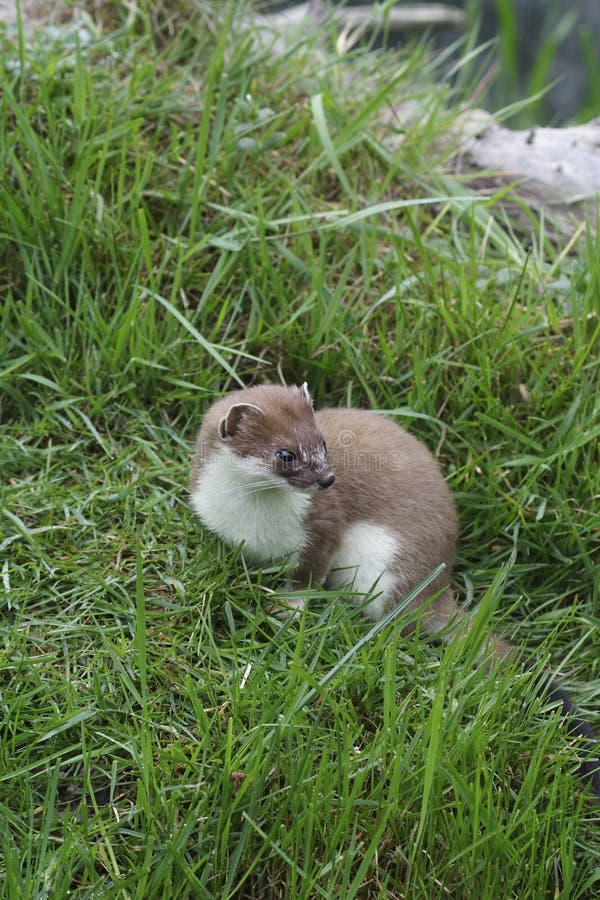 Stoat standing stock image. Image of stoat, sunny, levels - 21759943