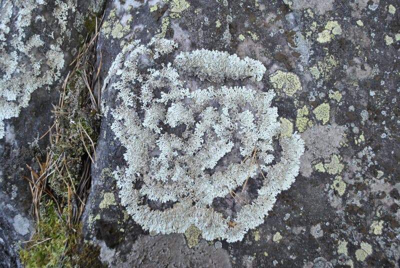 Stone moss. stock photo. Image of design, heavy, impenetrable - 164931834