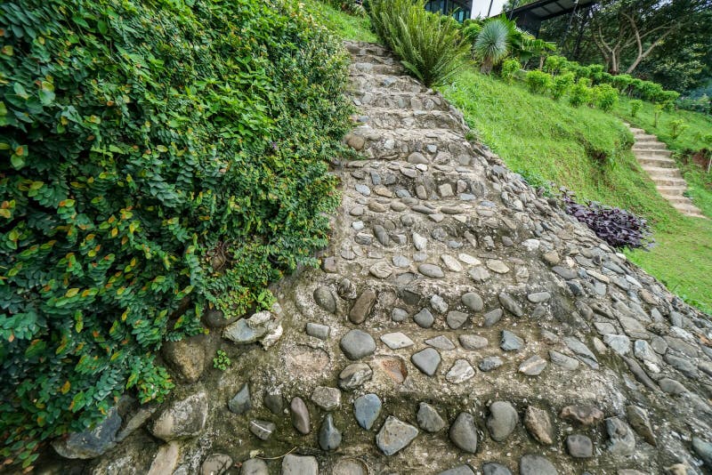Stone Walkway with Green Grass in Rainforest Stock Image - Image of ...