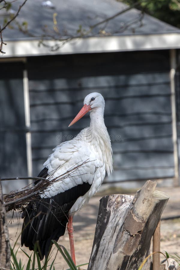 Close Up of a Stork at Amsterdam the Netherlands 11-4-2022 Stock Image ...