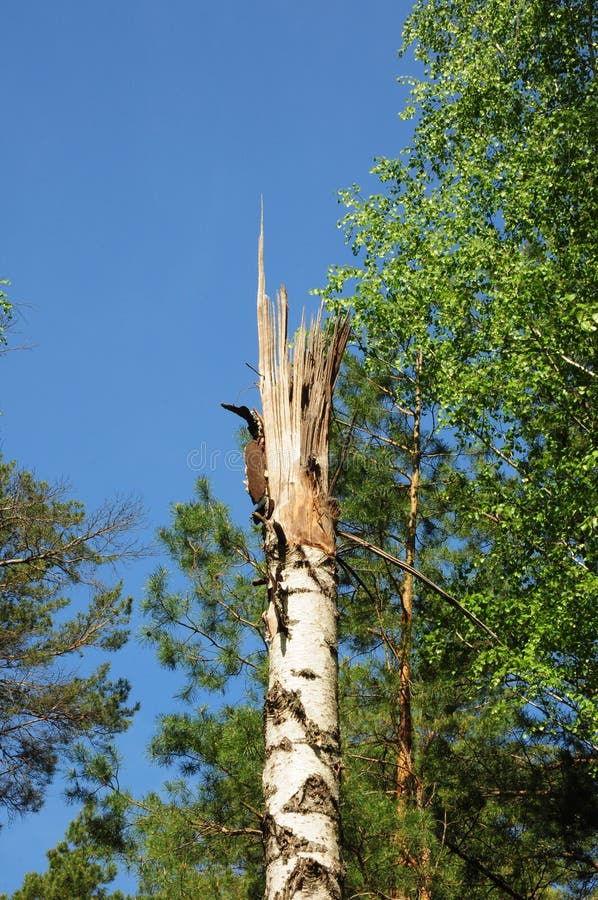 Close Up on Storm Damage, Broken Tree Top. Stock Photo - Image of ...