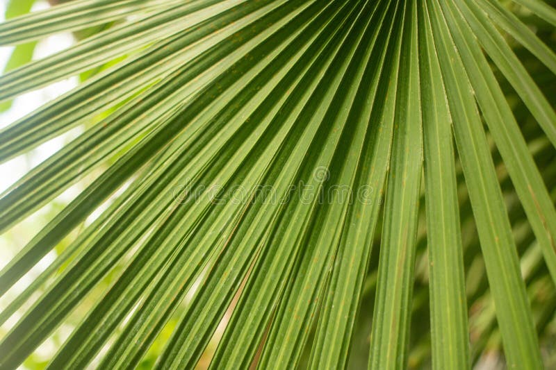 Close Up Straight Lines Texture of Green Palm Leaves Stock Photo ...