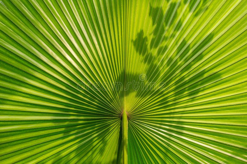 Close Up Straight Lines Texture of Green Palm Leaves Stock Photo ...
