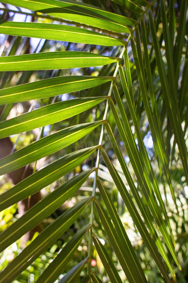 Close Up Straight Lines Texture of Green Palm Leaves Stock Image ...