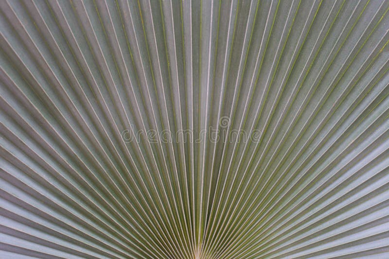 Close Up Straight Lines Texture of Green Palm Leaves Stock Photo ...