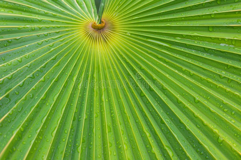Close Up Straight Lines Texture of Green Palm Leaves Stock Photo ...