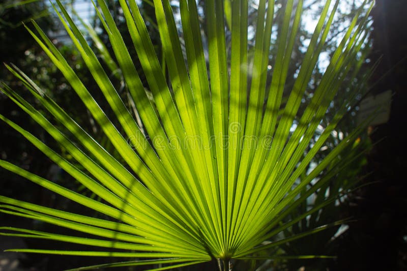 Close Up Straight Lines Texture of Green Palm Leaves Stock Photo ...