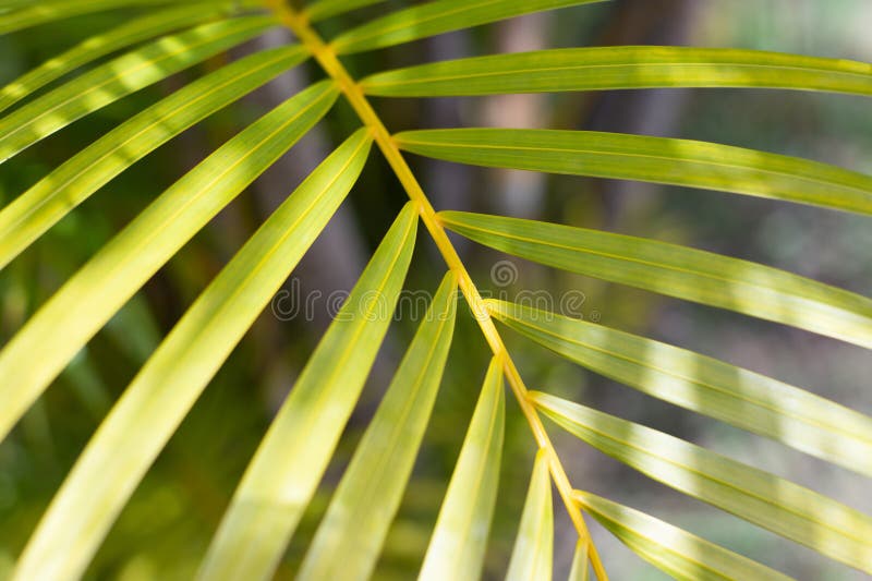 Close Up Straight Lines Texture of Green Palm Leaves Stock Photo ...