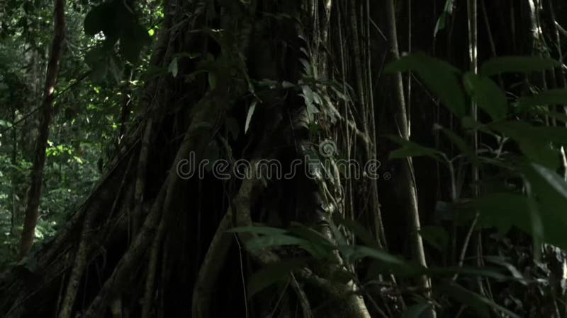Timelapse of Strangler Fig Tree Growing Up and Stretching the Roots ...