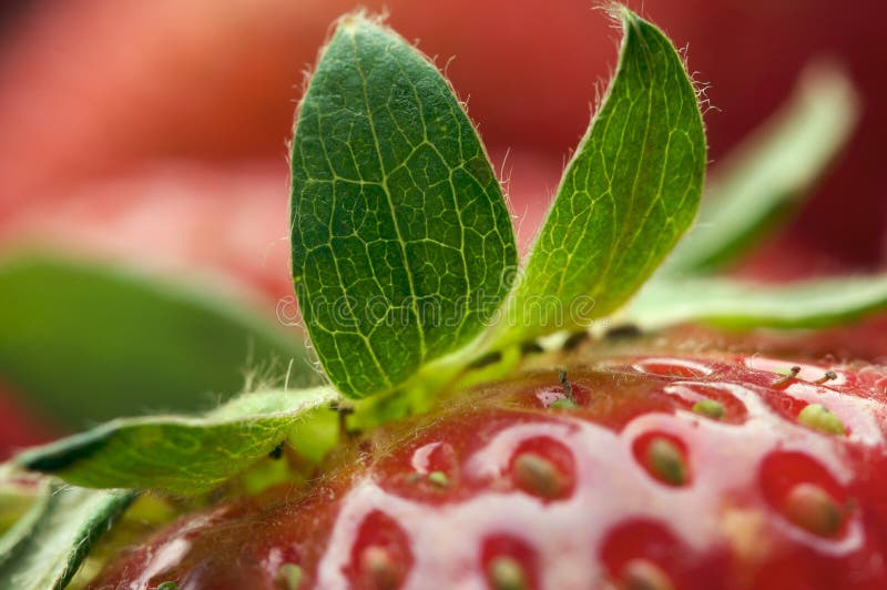 Close-up Strawberries stock image. Image of growing, health - 6031979