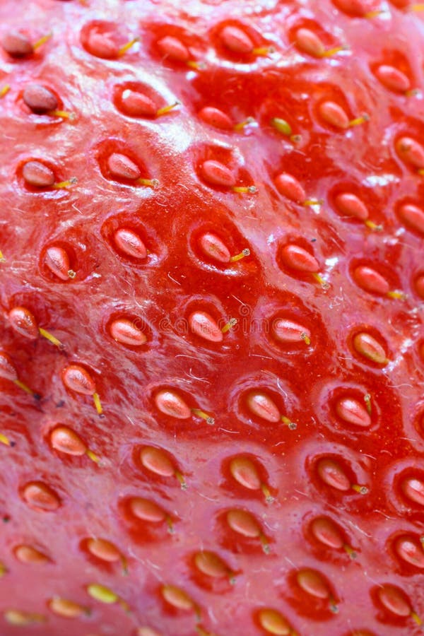 Close up strawberry stock image. Image of fruit, still - 199337947