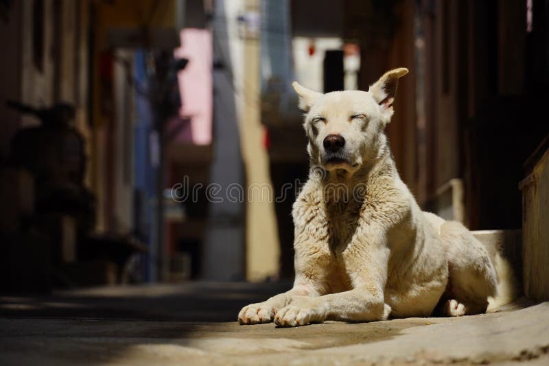 Street Dogs Sitting on Road Stock Image - Image of adorable, domestic ...