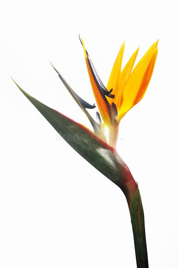 Heaven bird stock image. Image of flower, leaf, monocotyledonous ...