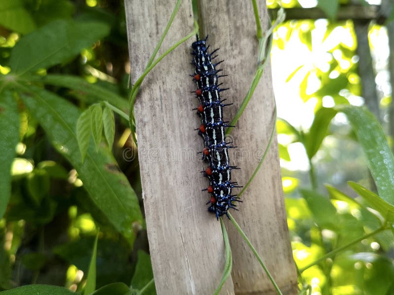 476 Stick Bug Larva Stock Photos - Free & Royalty-Free Stock Photos ...