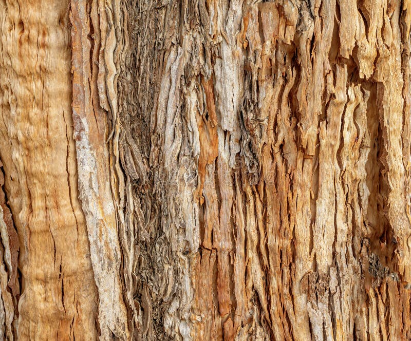 Close Up of Stringybark Eucalyptus Tree Bark Showing Natural Wood Grain ...