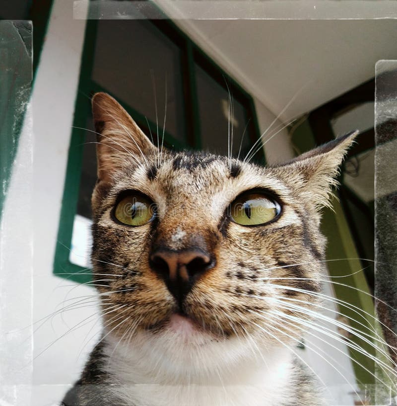 Close Up of Striped Cat with Sharp Eyes Stock Image - Image of striped ...