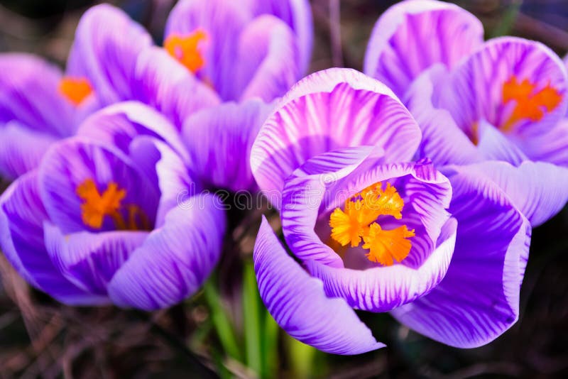 Close Up of Striped Crocus on Ground Stock Image - Image of foreground ...