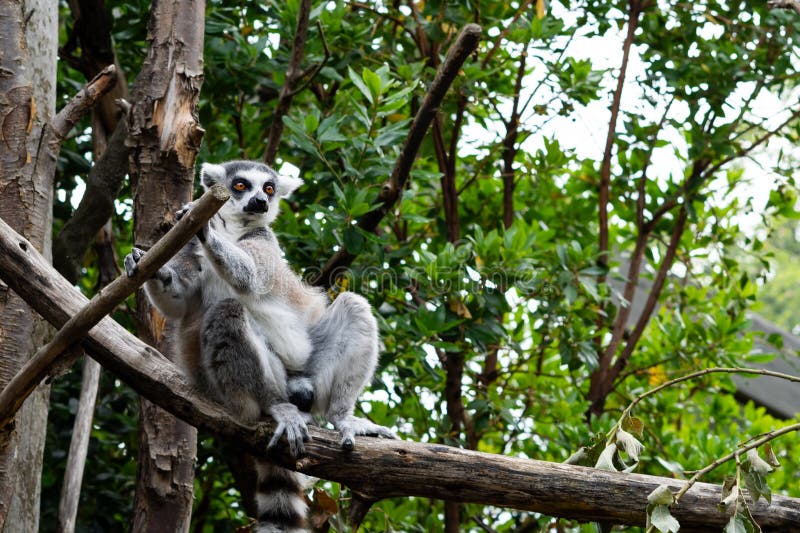 Close Up of Striped Lemur Sitting on Branch Stock Image - Image of ...
