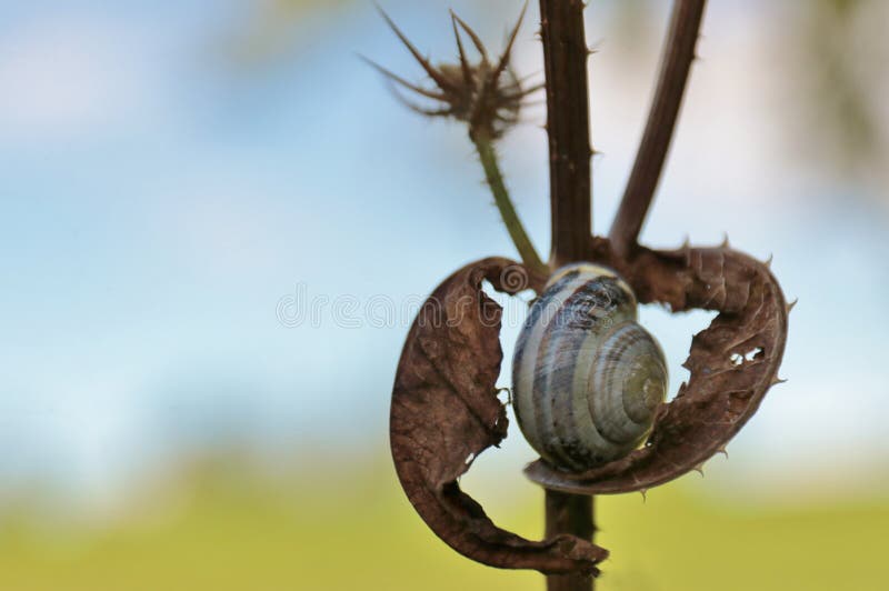Snail shell close stock image. Image of stem, beauty - 195496493
