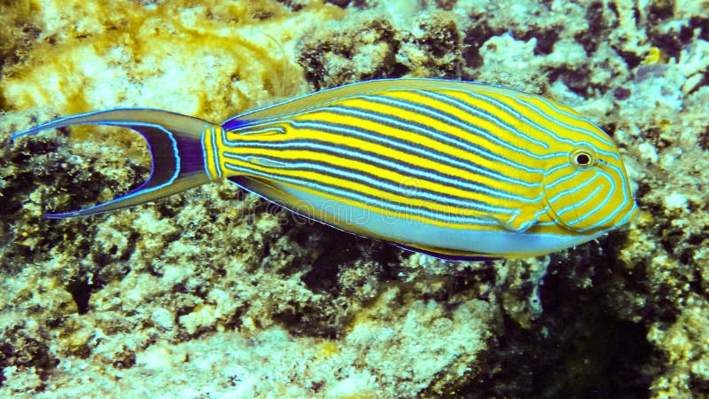 Close Up Striped Surgeonfish in Maldives. Stock Image - Image of diving ...