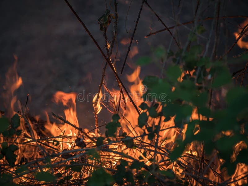 Close Up with Strong Fire Burning Plants and Trees Stock Image - Image ...
