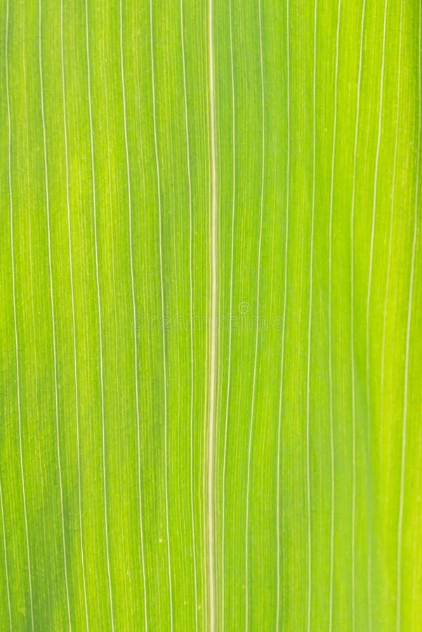 Close-up of the Structure of a Leaf of a Corn Plant Stock Image - Image ...